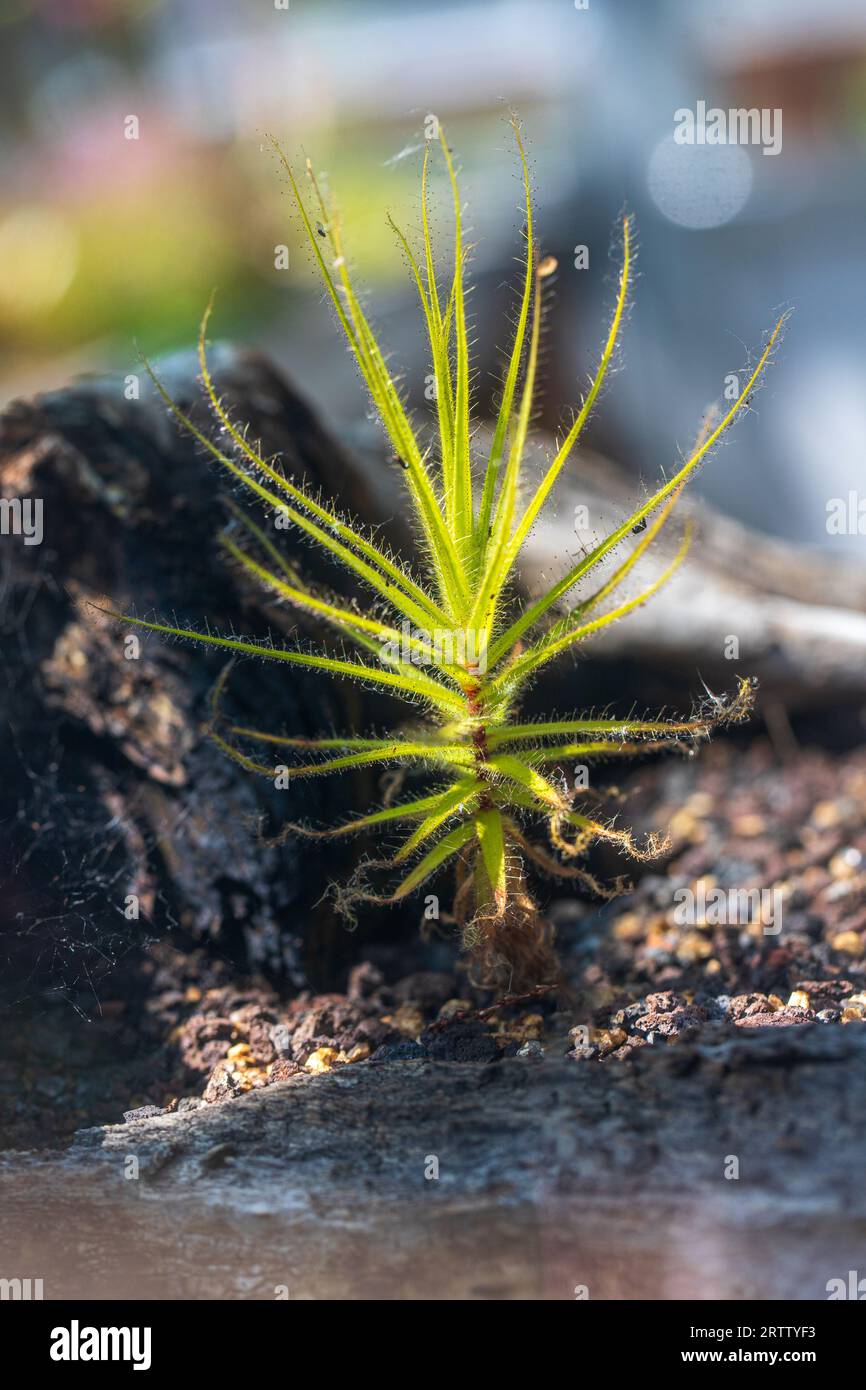 Close-up of drosera capensis plant, commonly known as the cape sundew ...