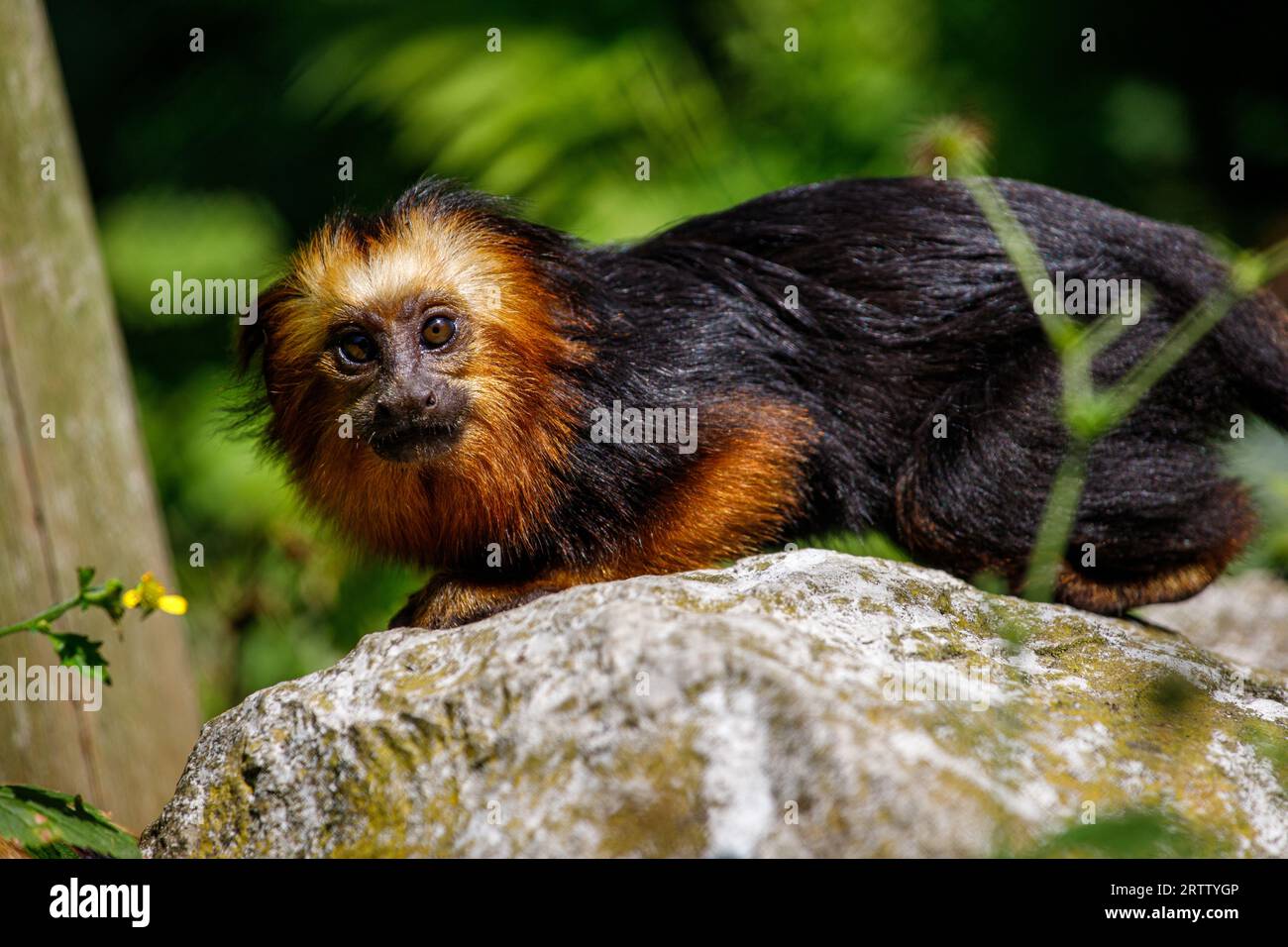 Female Golden-headed lion tamarin small monkey on the stone Stock Photo ...