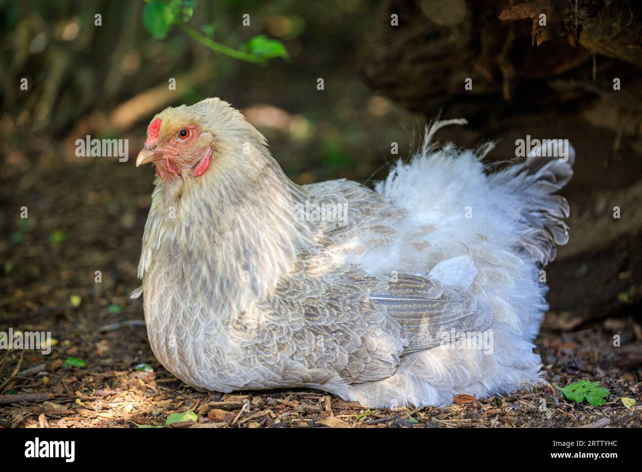 Full body of yellow-grey hen brahma chicken on the farm Stock Photo - Alamy