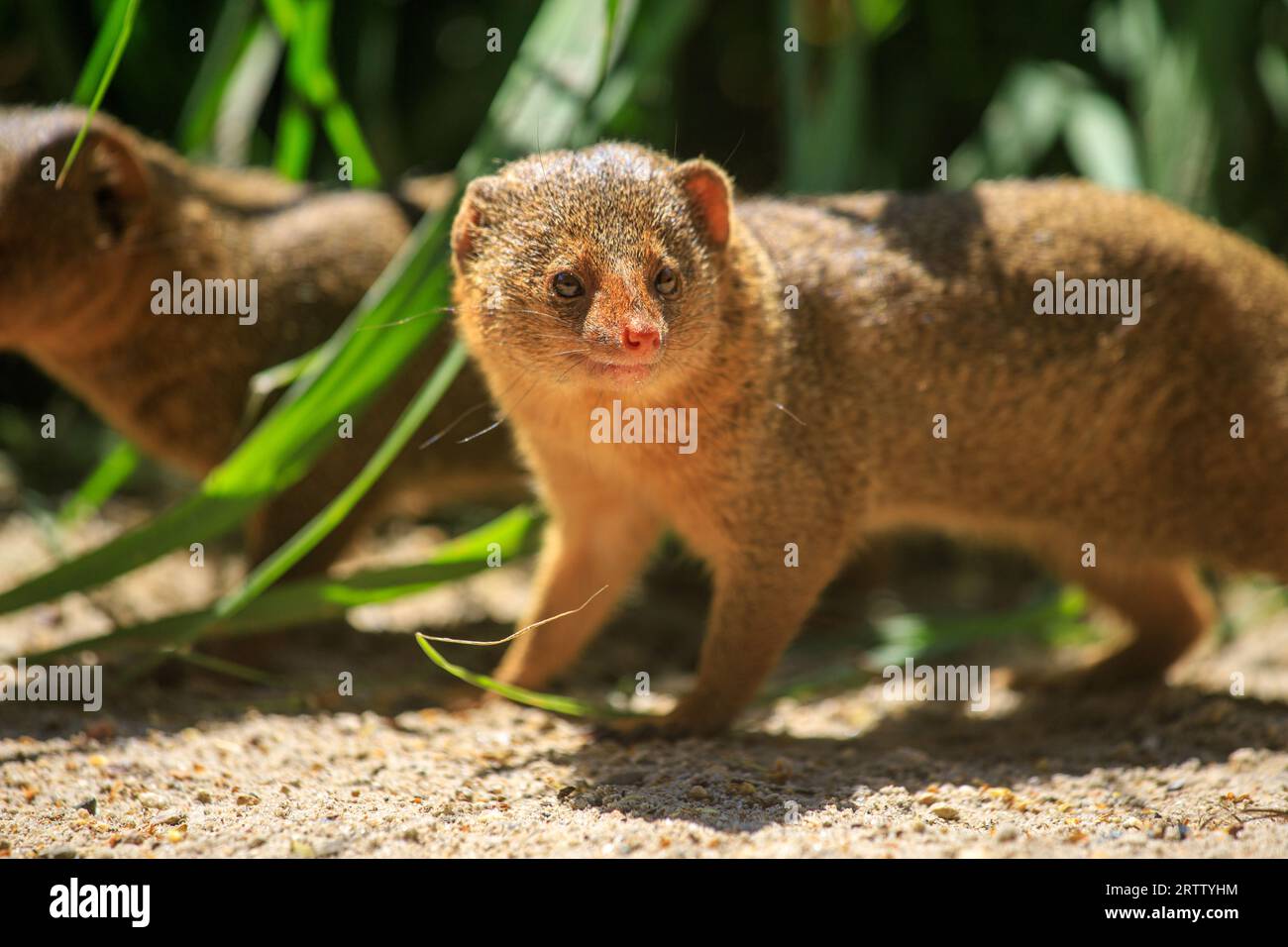 Mongoose body hi-res stock photography and images - Alamy