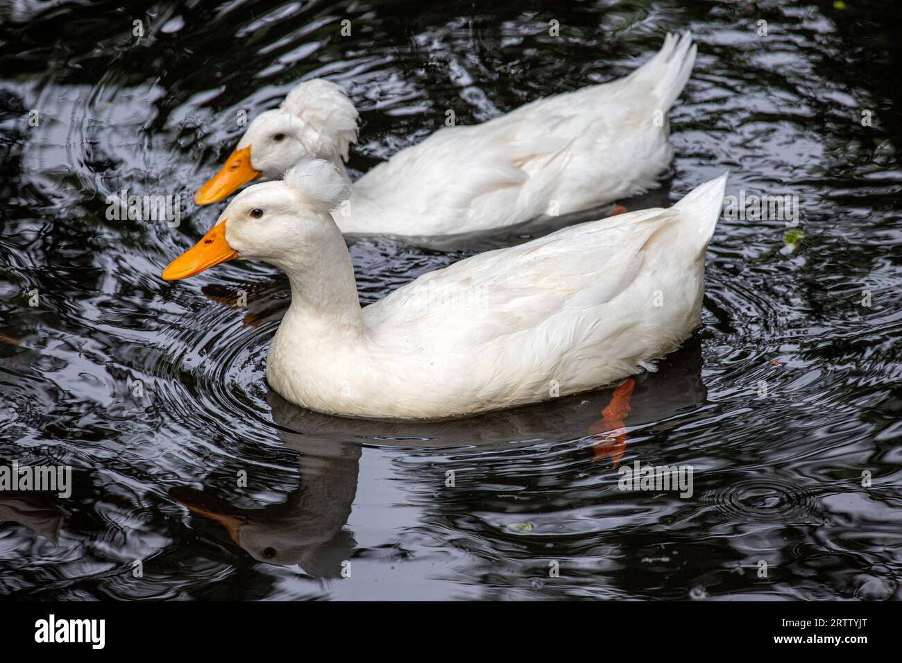 Gray Crested Duck