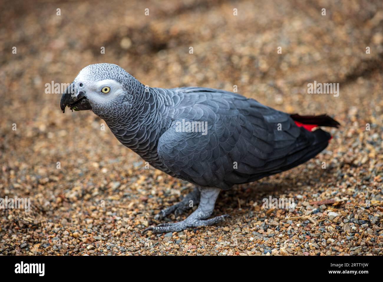 Full body of Grey parrot, Psittacus erithacus, known as the Congo grey ...