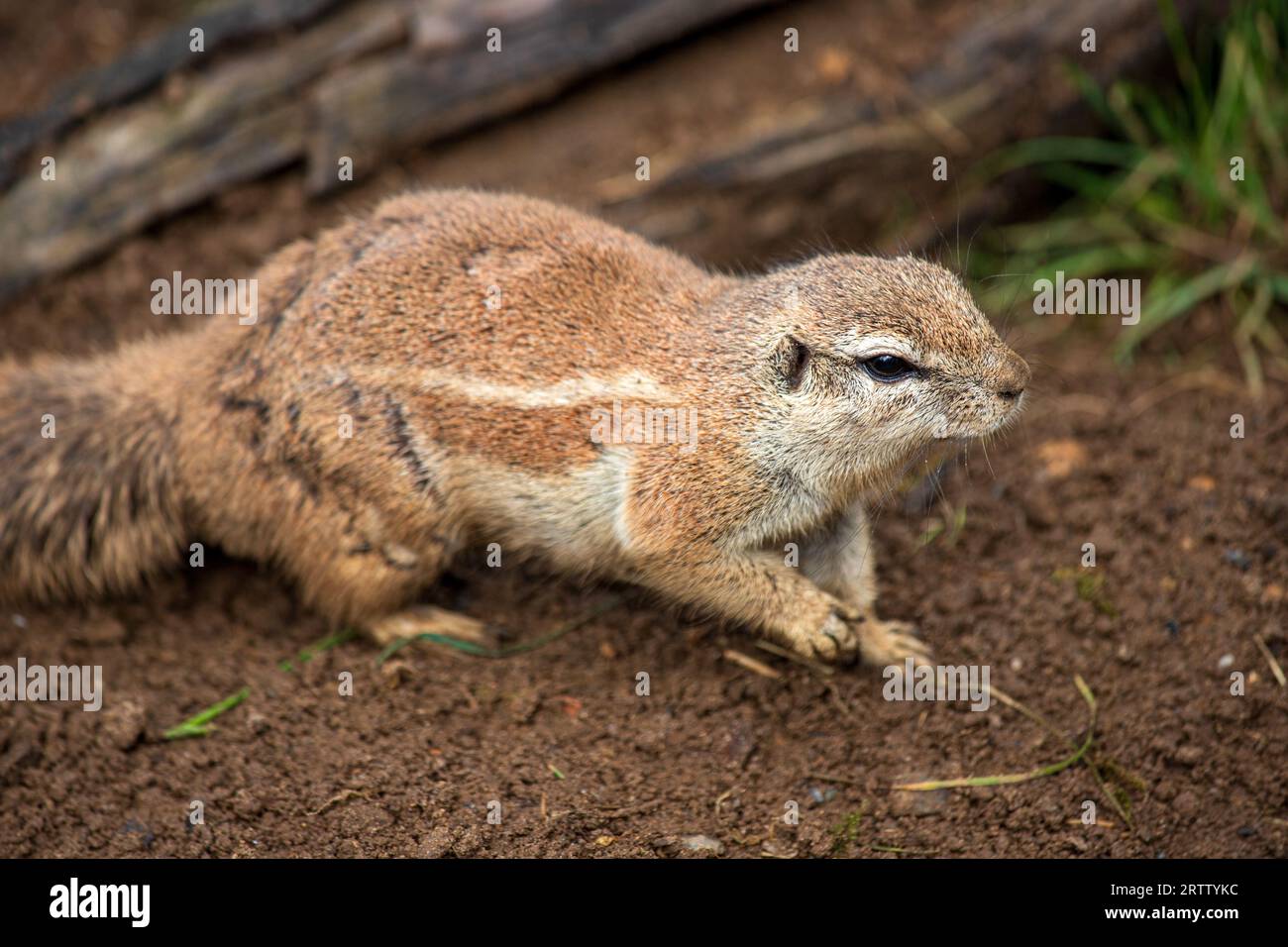Full body of adult cape ground squirrel, Xerus inauris Stock Photo - Alamy
