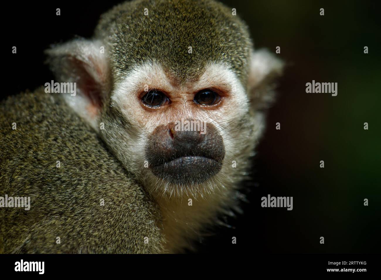 New world monkeys hi-res stock photography and images - Alamy
