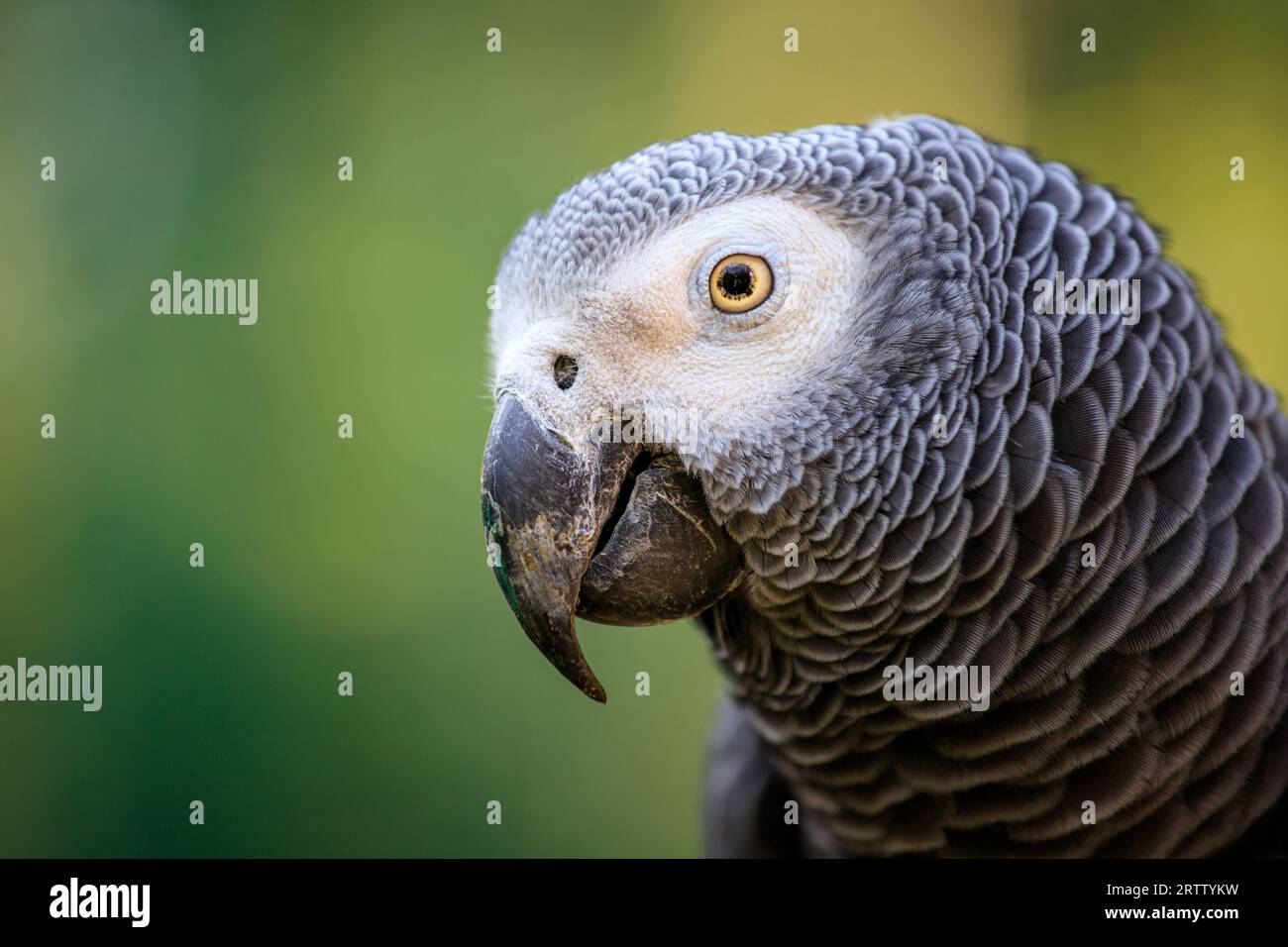Portrait Of Grey Parrot Psittacus Erithacus Known As The Congo Grey Parrot Congo African Grey