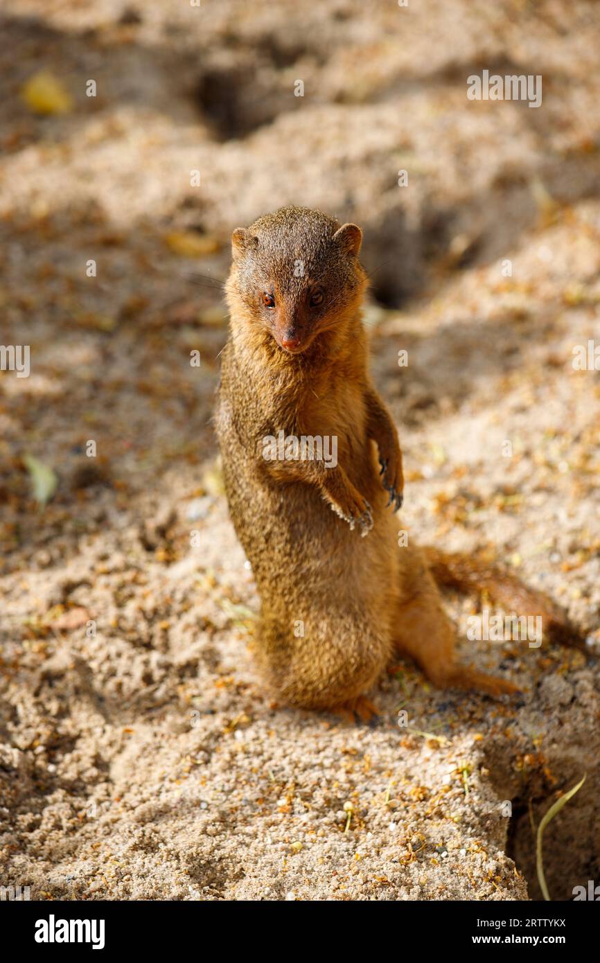 Mongoose body hi-res stock photography and images - Alamy