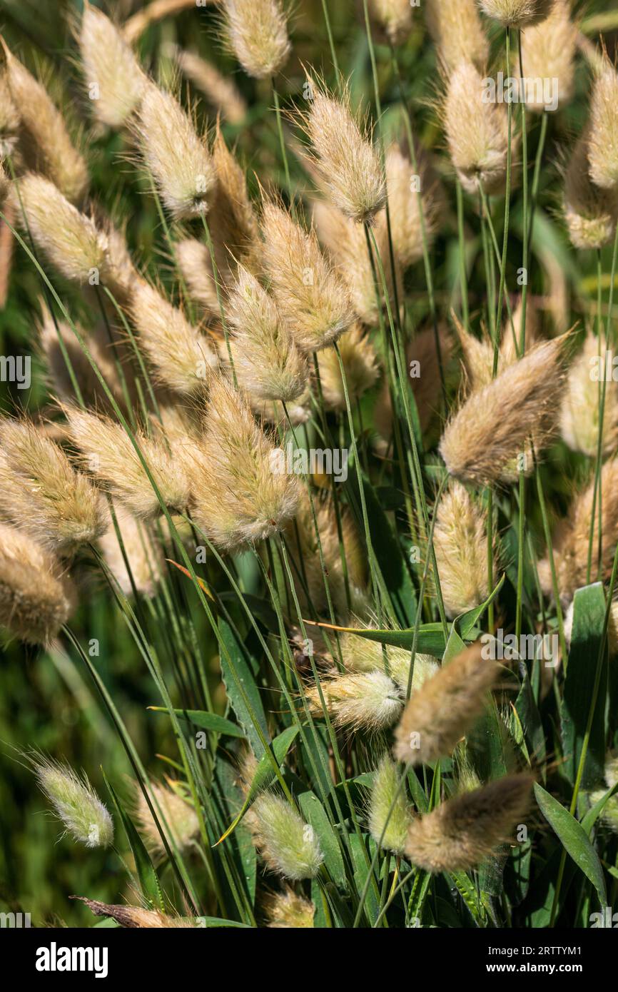 View of Lagurus ovatus, hare's-tail grass or bunnytail on the summer ...