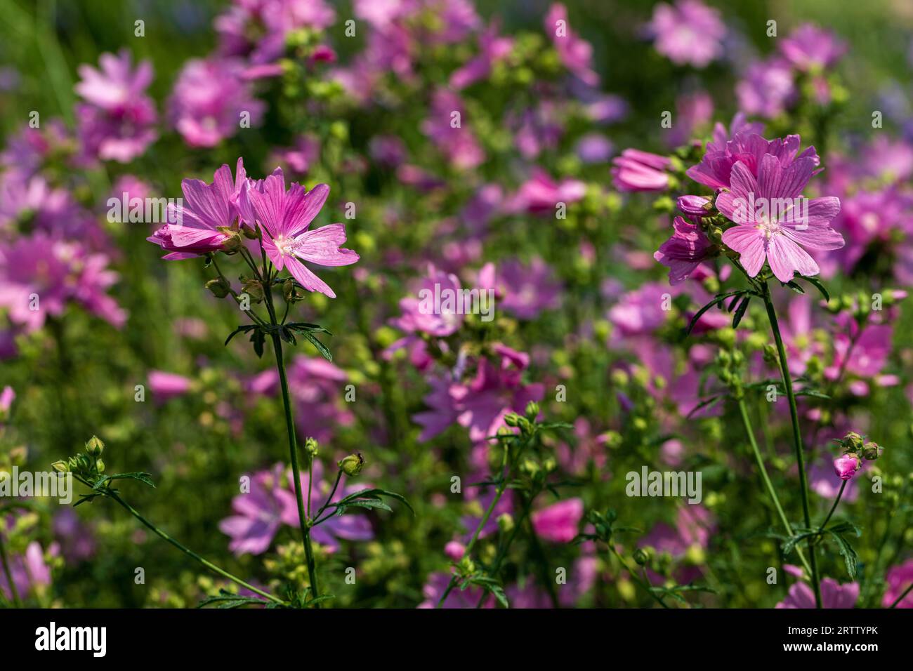 Malva alcea greater musk-mallow, cut-leaved mallow, vervain mallow or ...