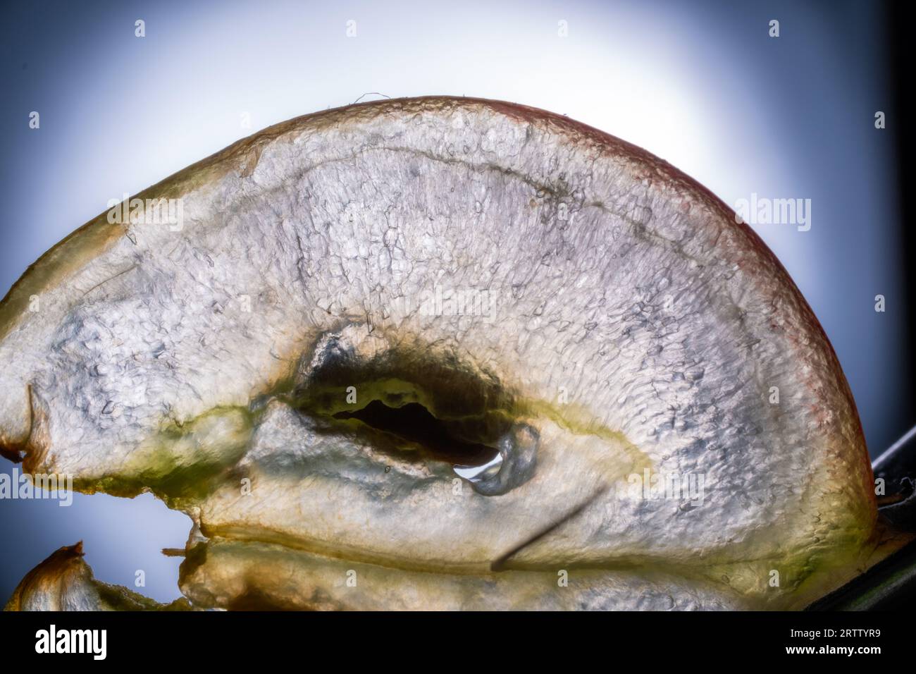 Grapes microscope hi-res stock photography and images - Alamy