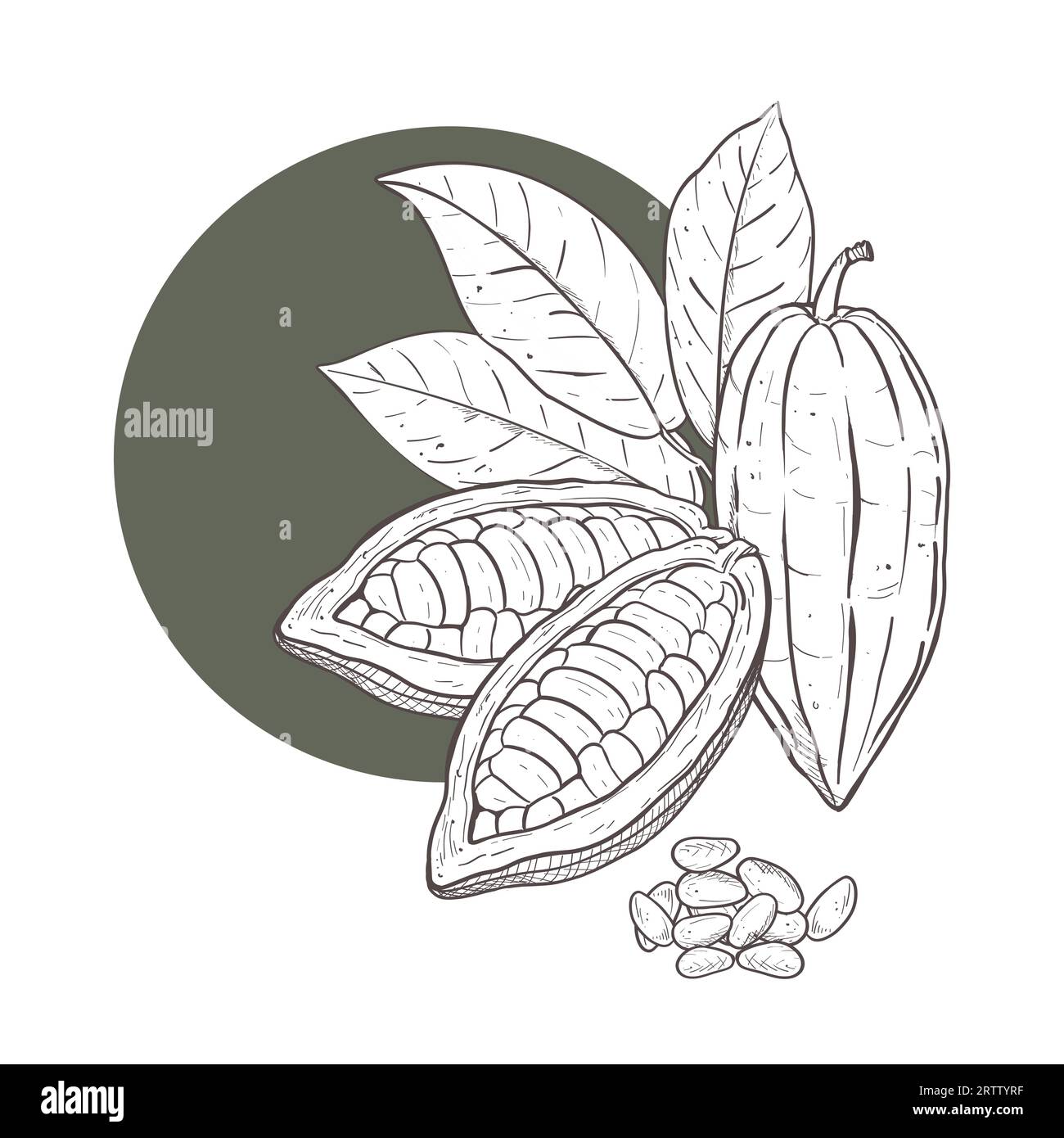 Vector illustration set of cocoa leaves and opened and closed raw ...