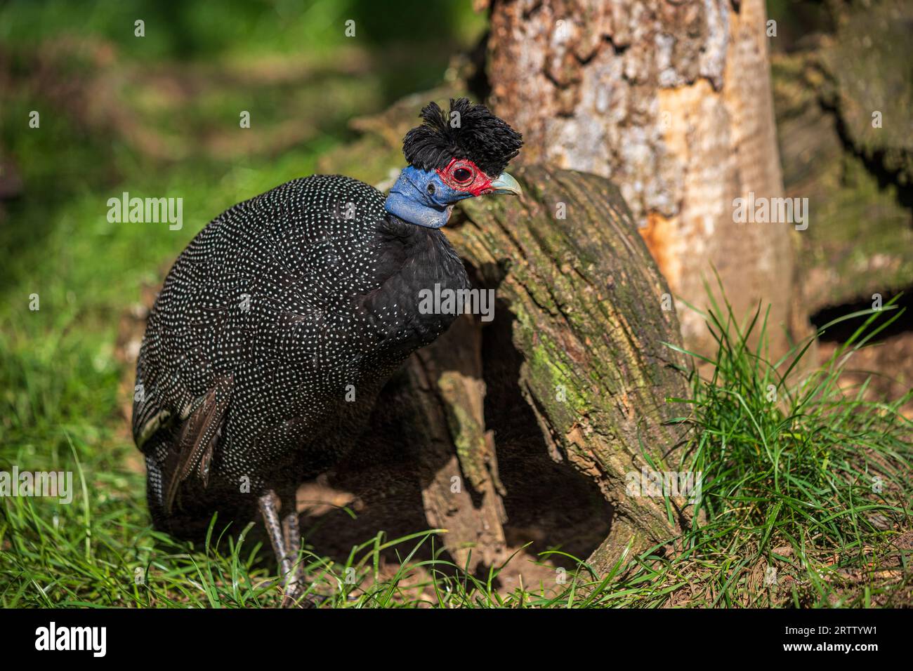 Crested guineafowl Guttera, beautiful plumage exotic bird Stock Photo ...