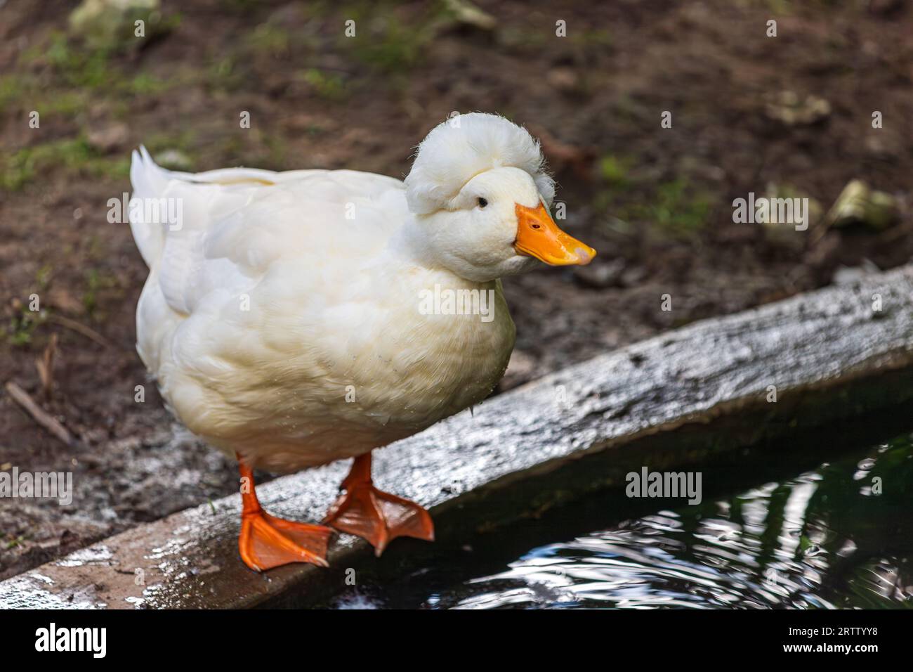 Full body of white Crested duck breed on the farm Stock Photo - Alamy