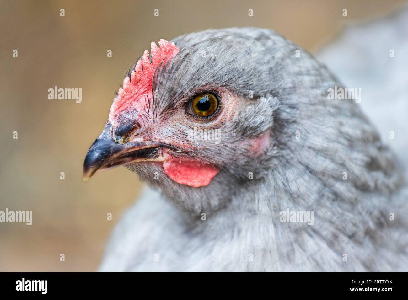 Portrait of grey hen brahma chicken on the farm Stock Photo - Alamy