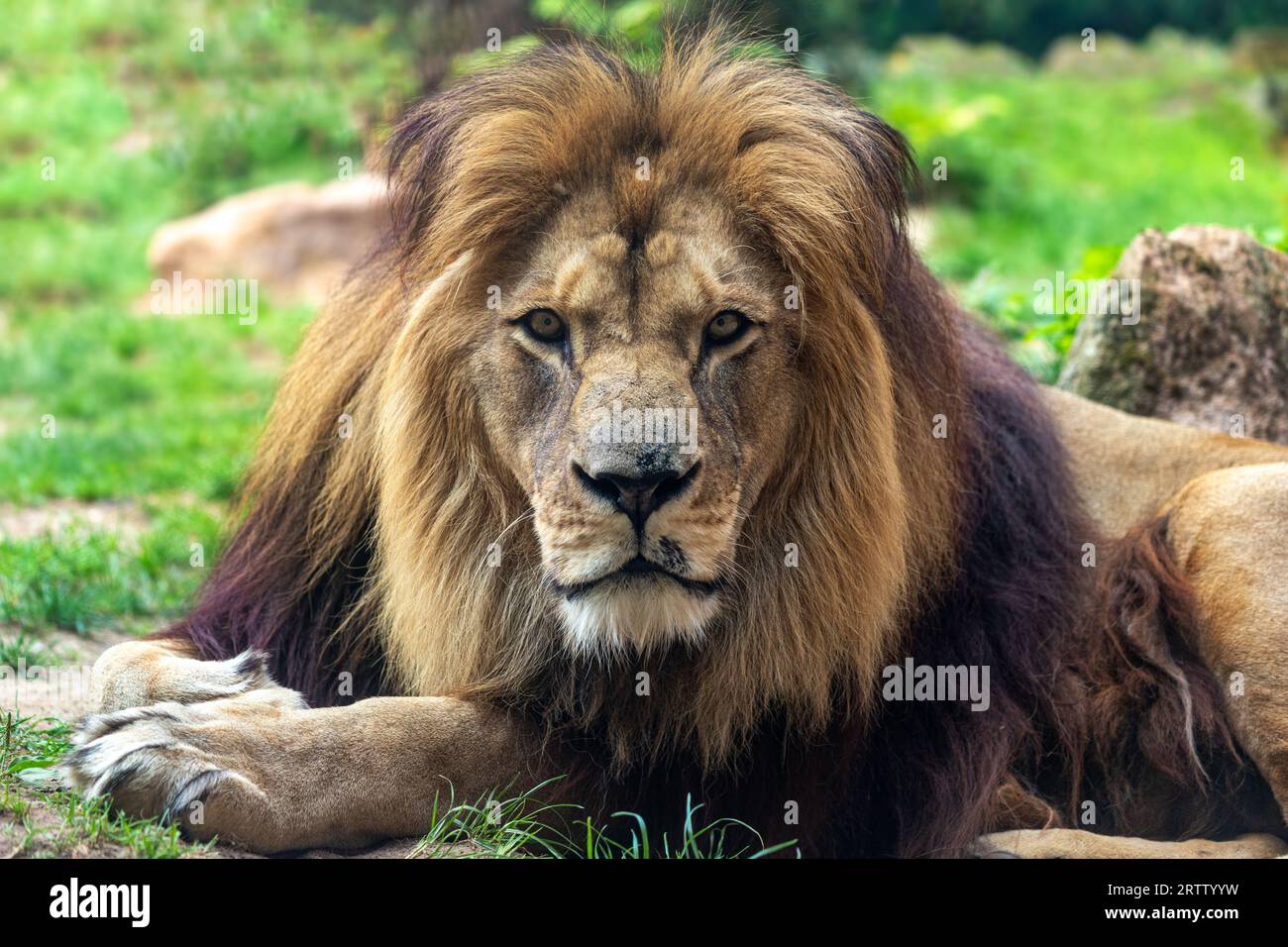 Portrait of male Barbary lion, lso called the North African lion, Atlas ...