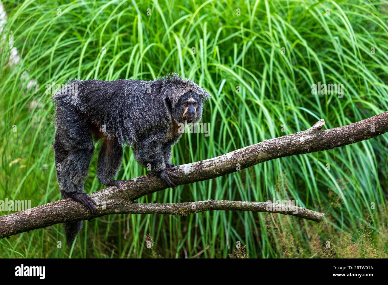 Female white-faced saki (Pithecia pithecia), Guianan saki, the golden ...