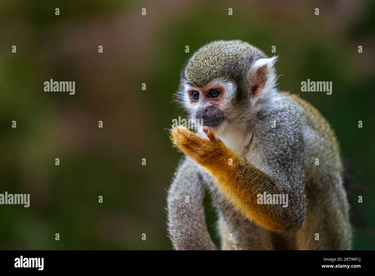 Portrait of adult male Squirrel monkey Stock Photo - Alamy