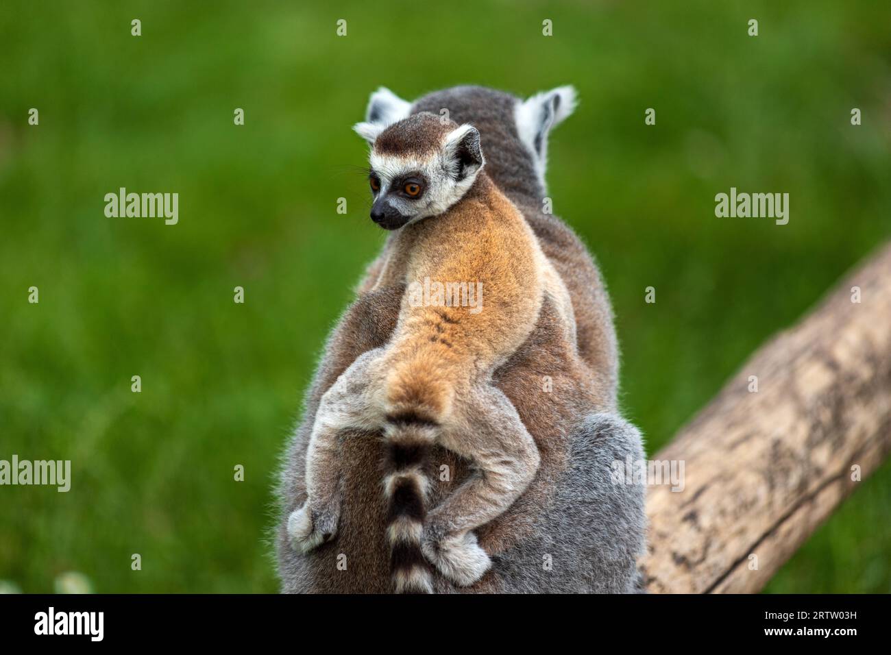Female Ring-tailed lemur and little baby on her back Stock Photo - Alamy