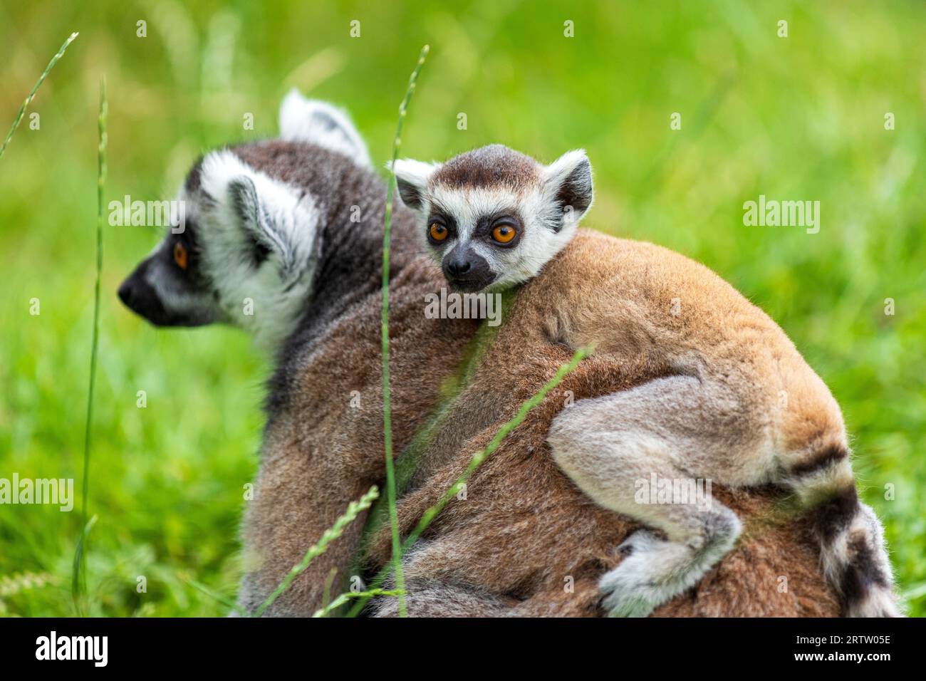 Female Ring-tailed lemur and little baby on her back Stock Photo - Alamy