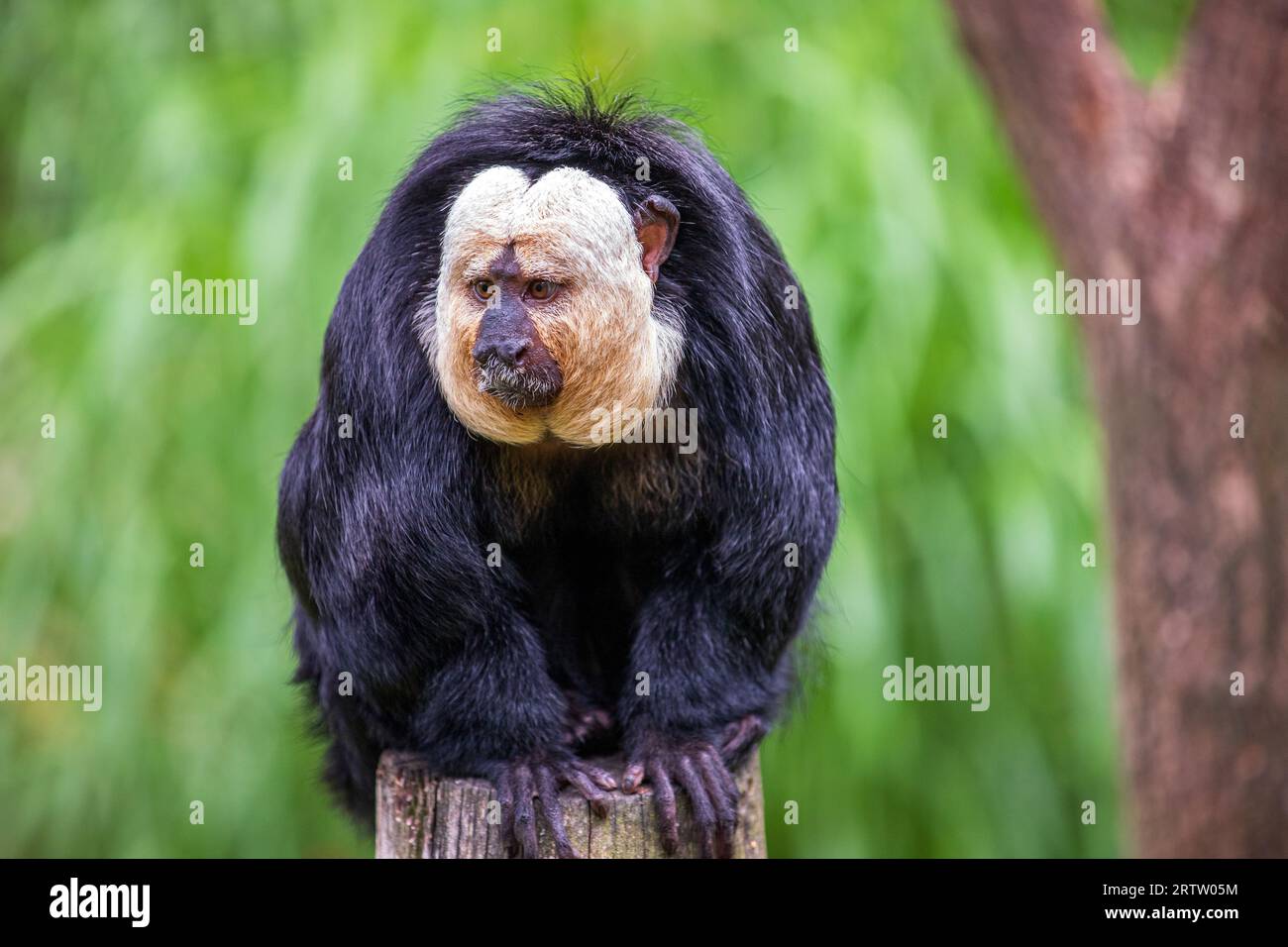 Portrait of male white-faced saki (Pithecia pithecia), Guianan saki ...
