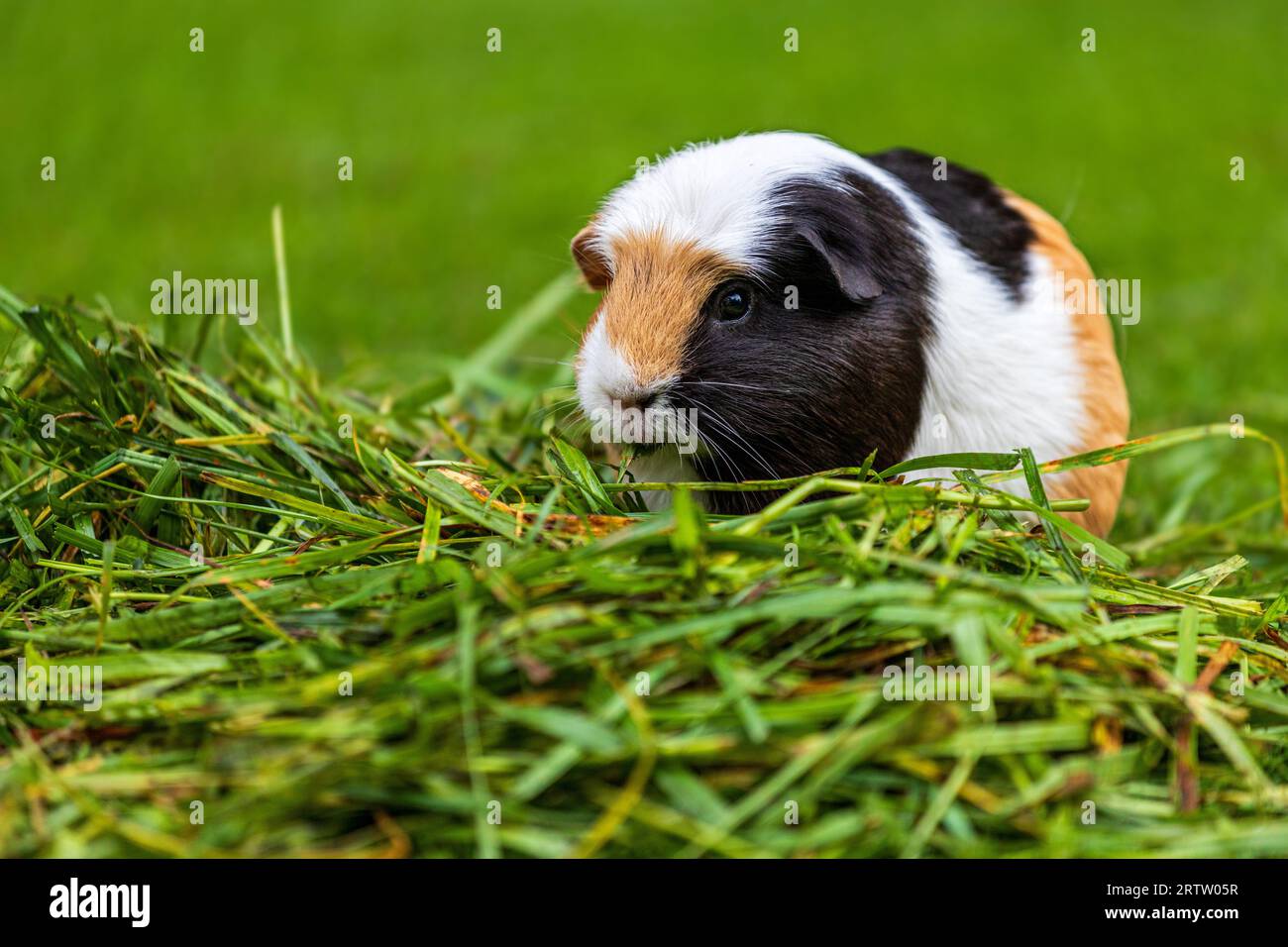 Guinea pig care hi-res stock photography and images - Alamy