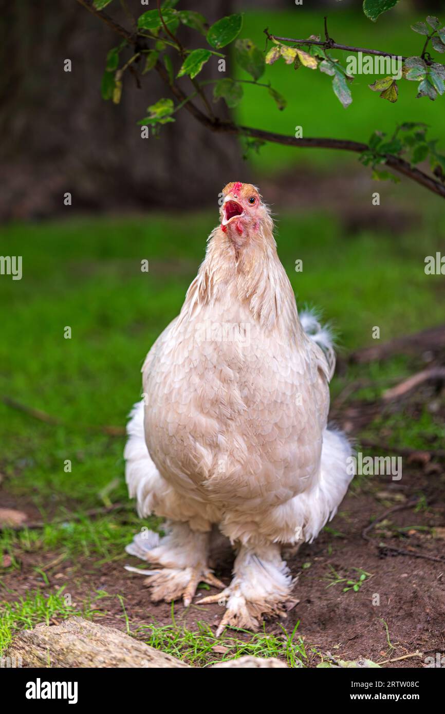 Full body of cackled grey hen brahma chicken on the farm Stock Photo ...