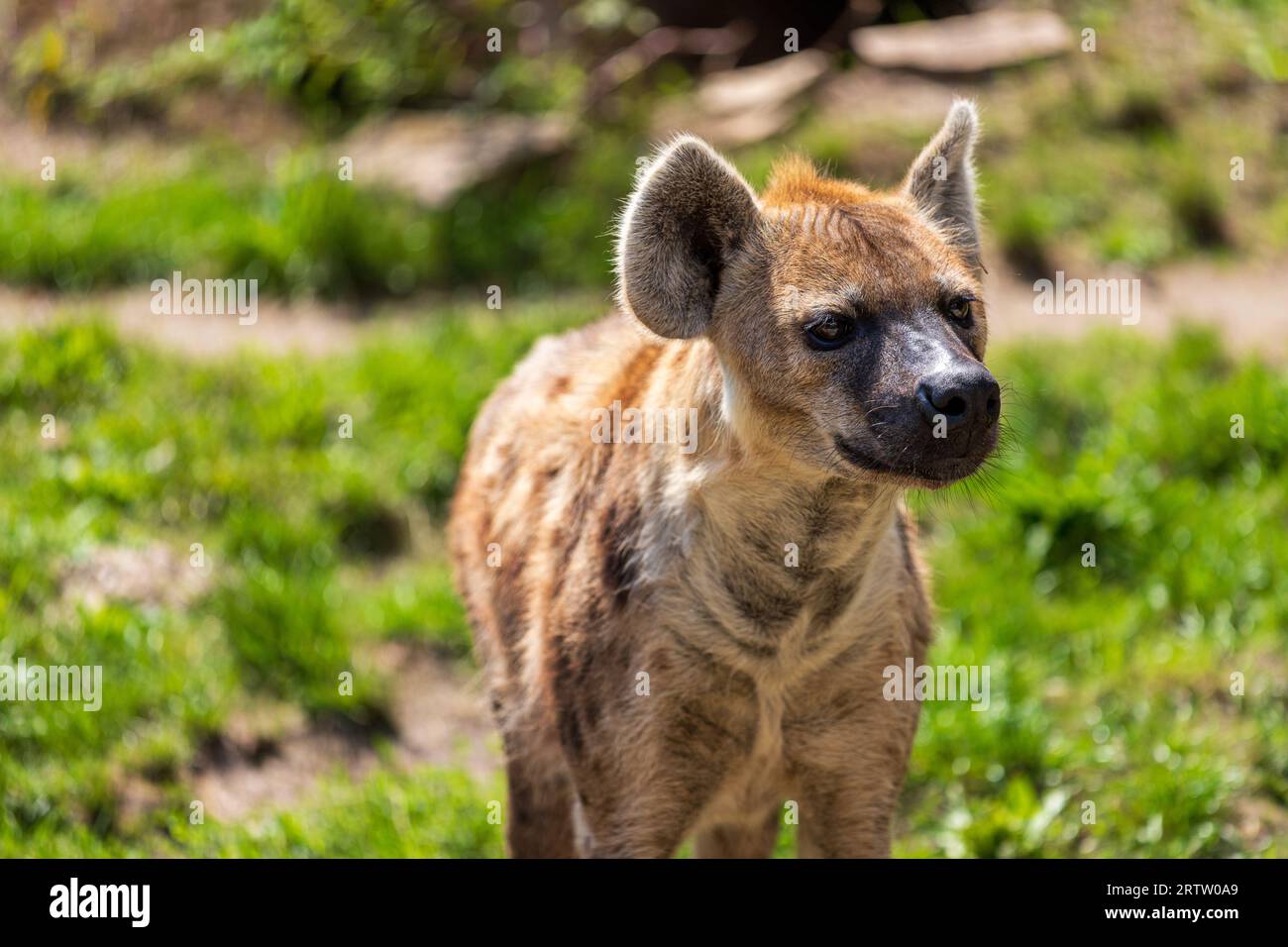 Portrait of spotted laughing hyena Stock Photo - Alamy