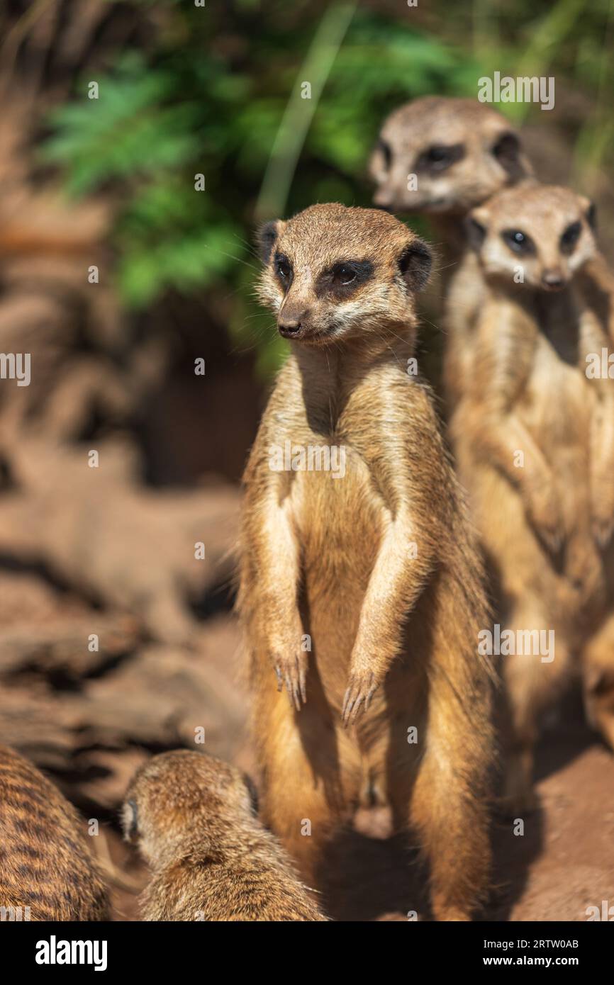 Meerkat animal cartoon illustration hi-res stock photography and images ...