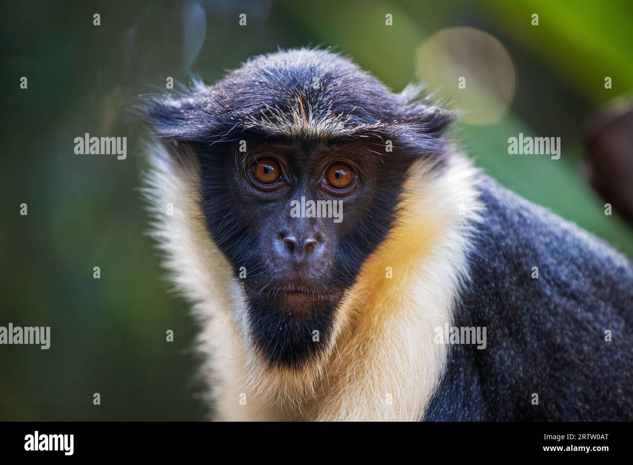 Portrait of adult male Diana monkey, Cercopithecus diana Stock Photo ...