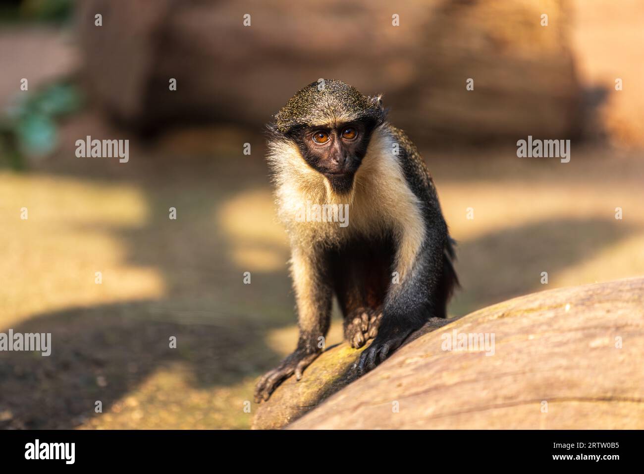 Full body of young Diana monkey, Cercopithecus diana child Stock Photo ...