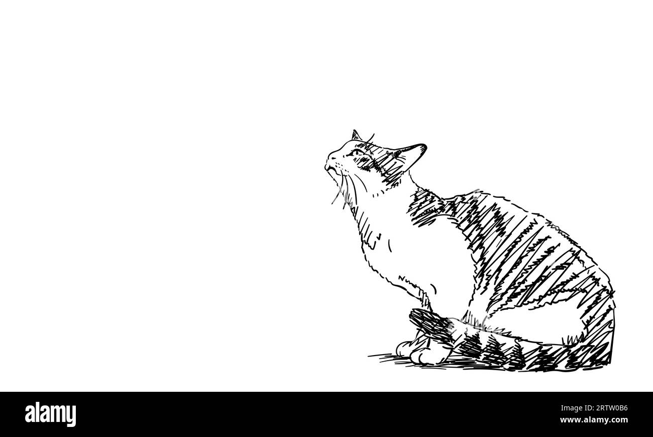 Drawing of cat sitting and looking up, side view. Hand drawn ...