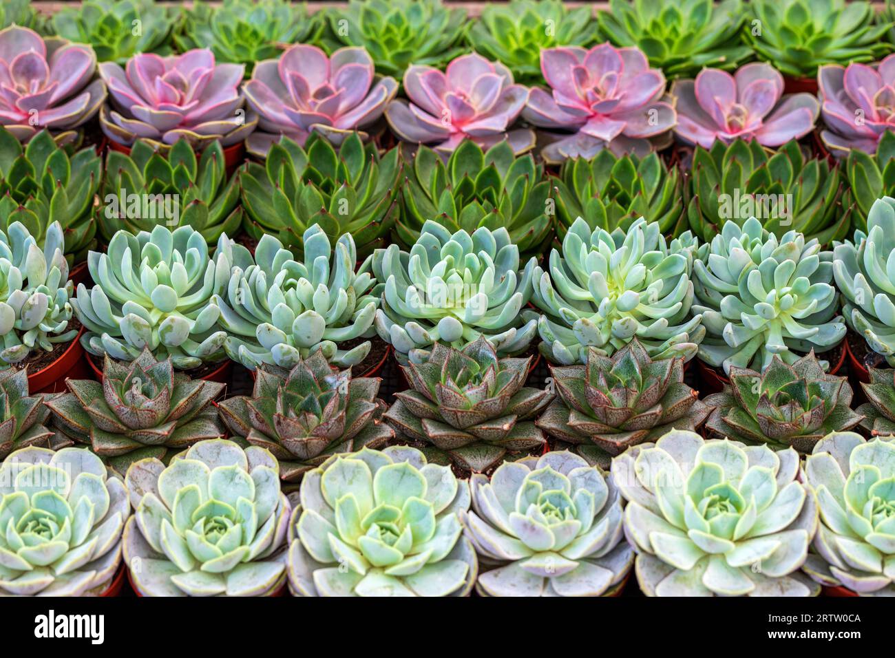 Mosaic plants hi-res stock photography and images - Alamy