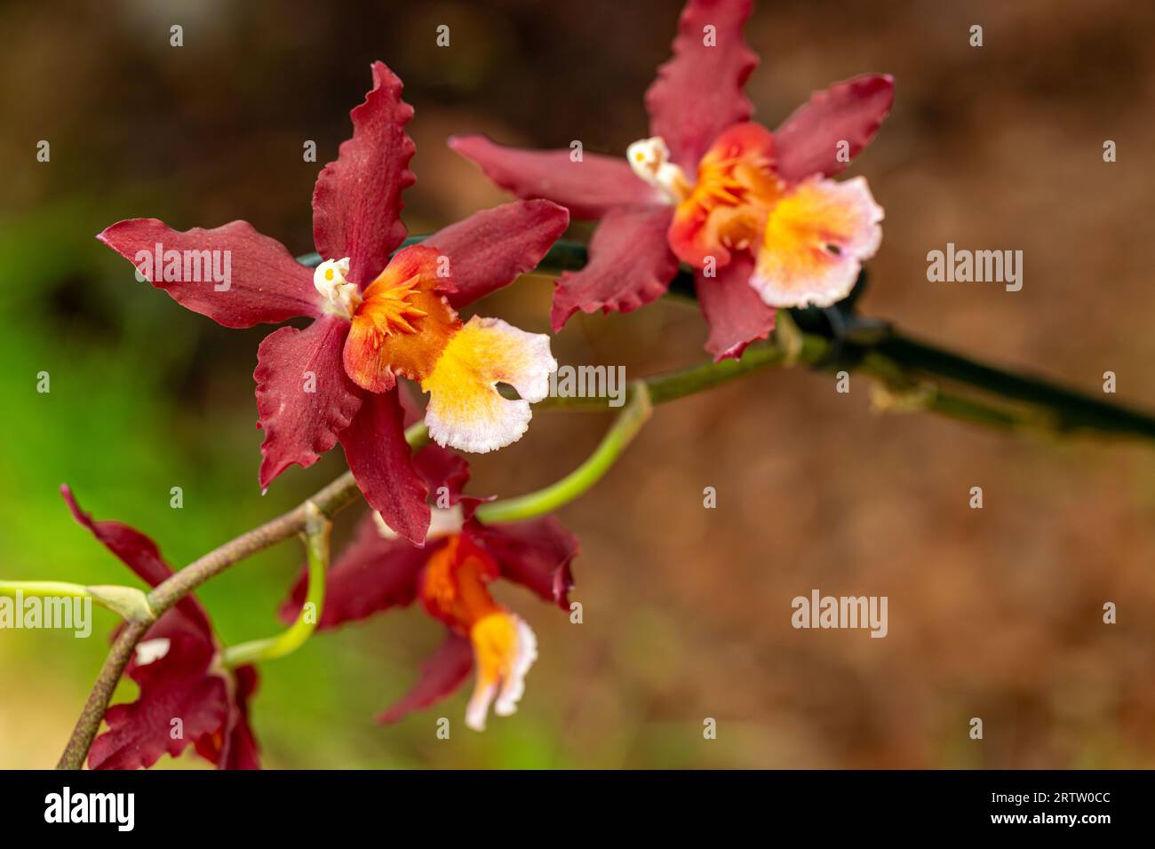 Renanthera orchid hi-res stock photography and images - Alamy