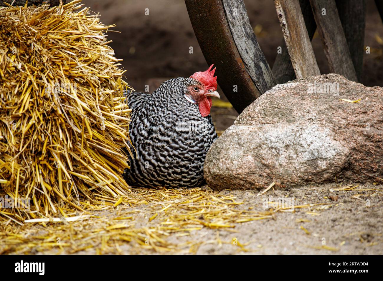 View of Plymouth Rock Chicken, Barred Rock hen on the farm Stock Photo ...