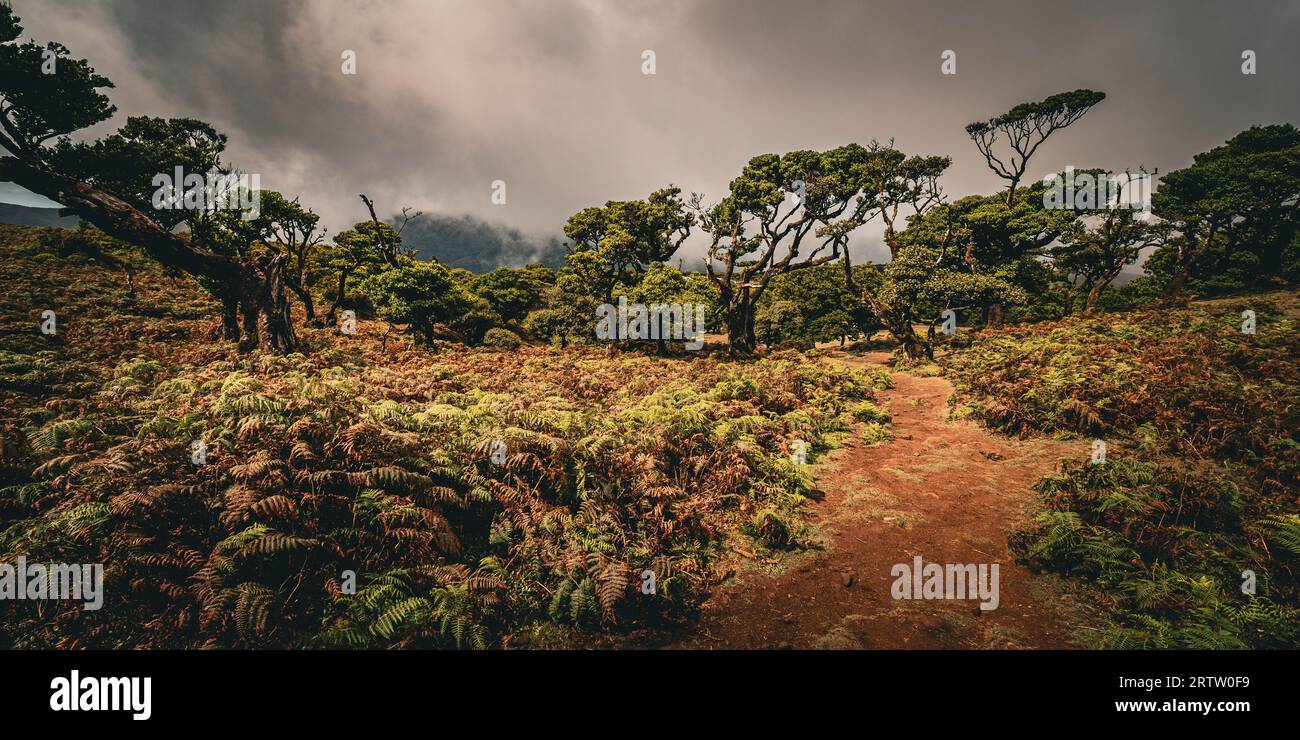 View of the fern covered high plateau of Fanal Forest on Madeira ...