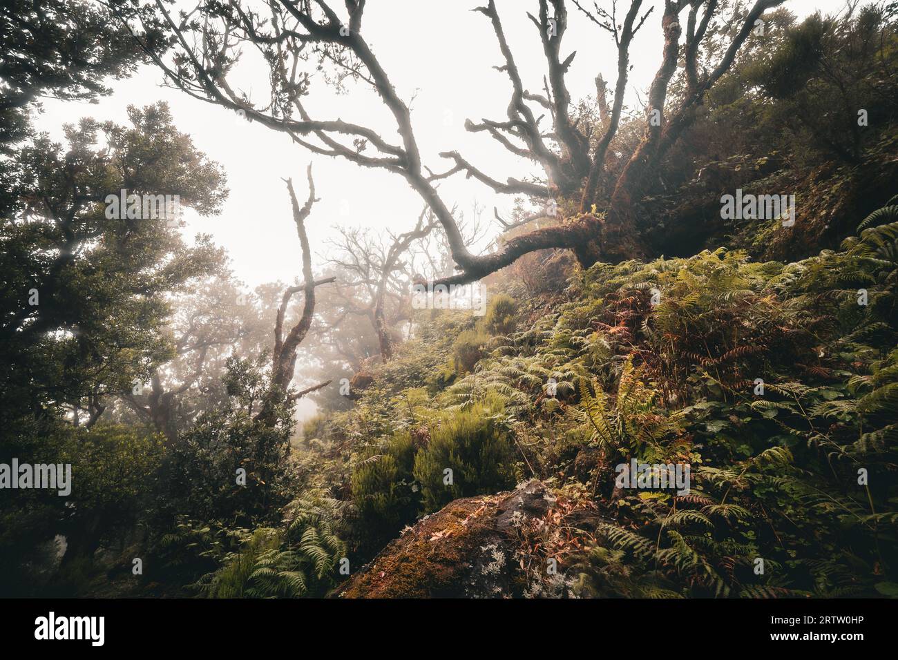 Scenic view of laurel trees overgrown with moss and ferns in the Fanal ...