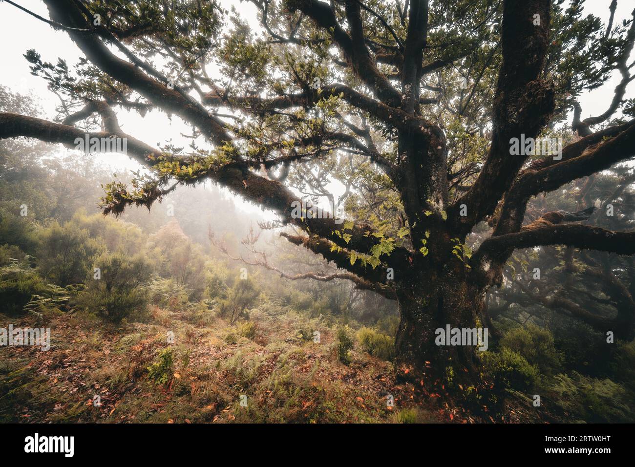 Scenic view of a laurel tree overgrown with moss and ferns in the Fanal ...