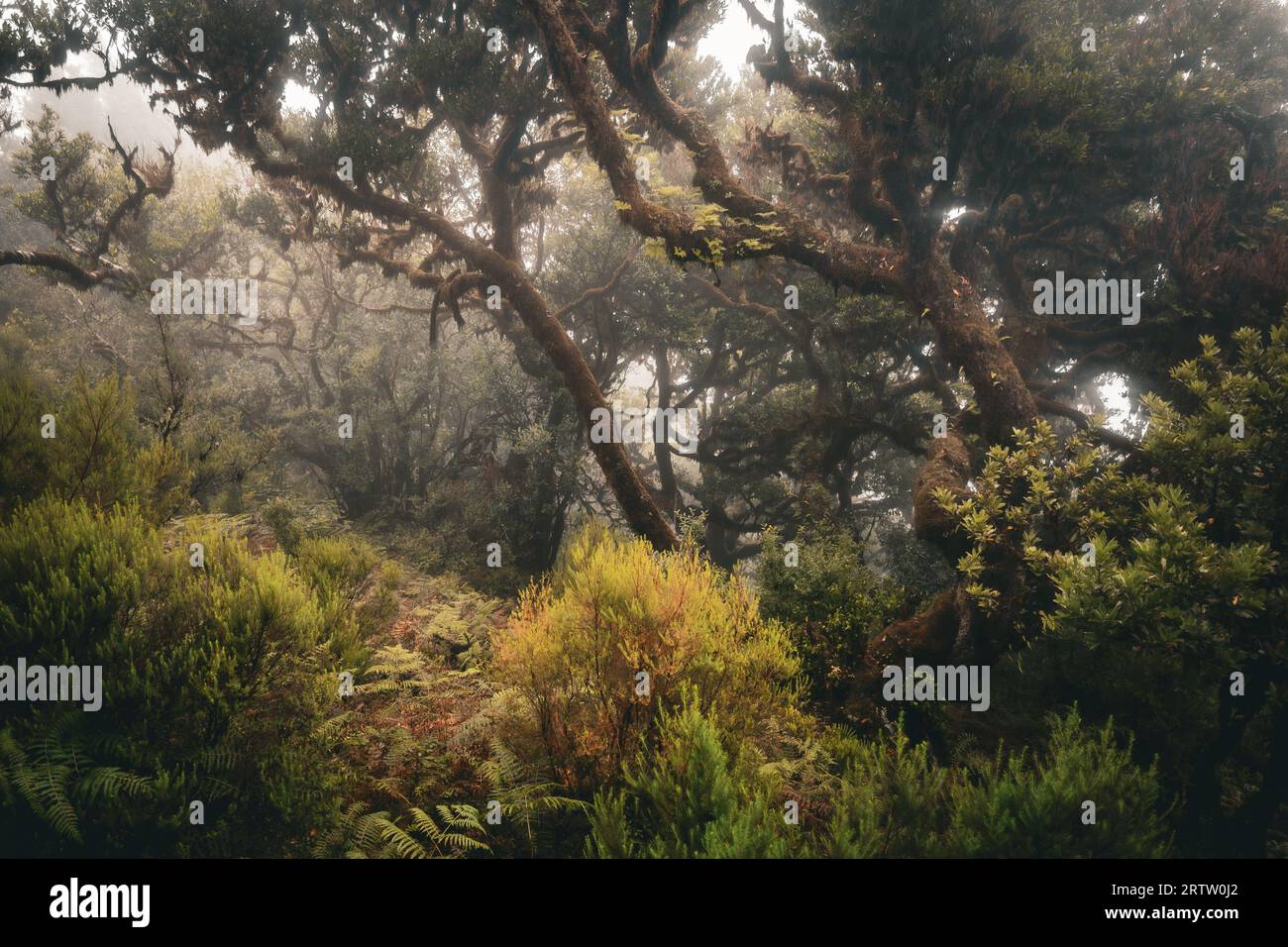 Scenic view of laurel trees overgrown with moss and ferns in the Fanal ...
