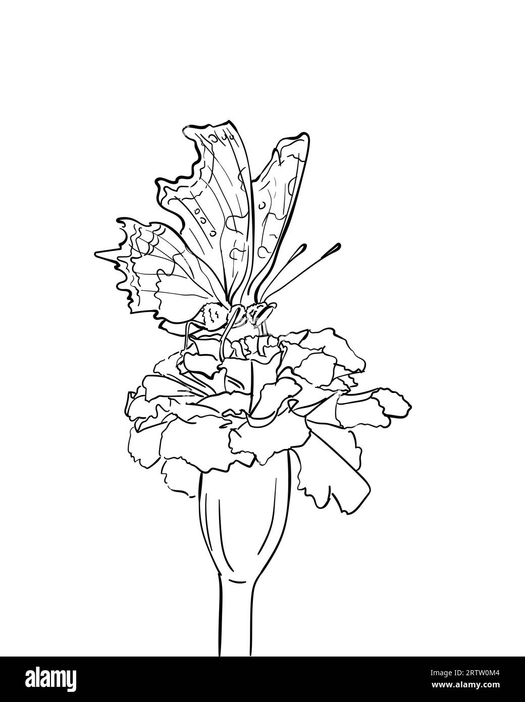 Insect on flower bud Cut Out Stock Images & Pictures - Alamy