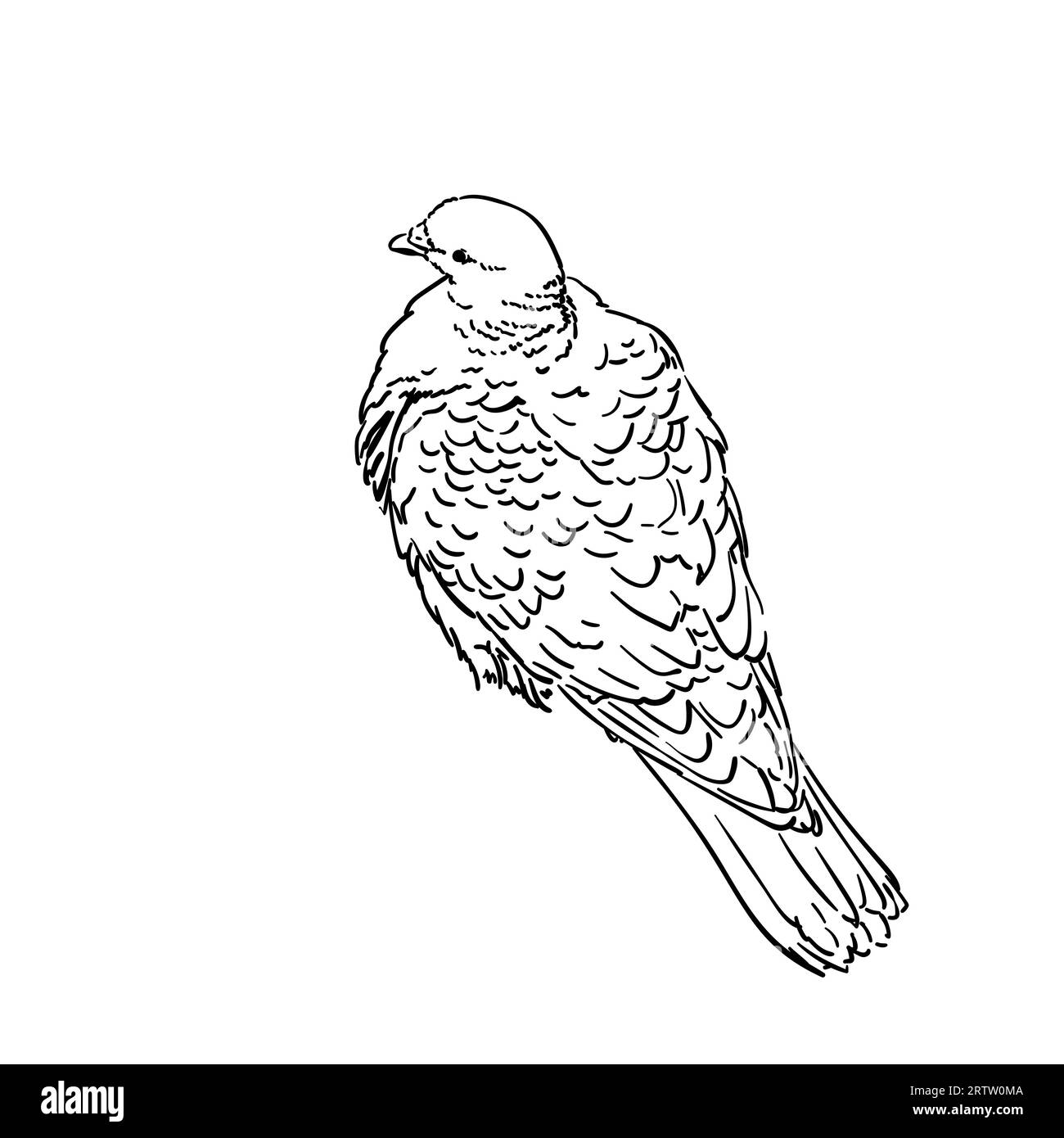 Drawing of pigeon bird view from above. Vector sketch Hand drawn ...