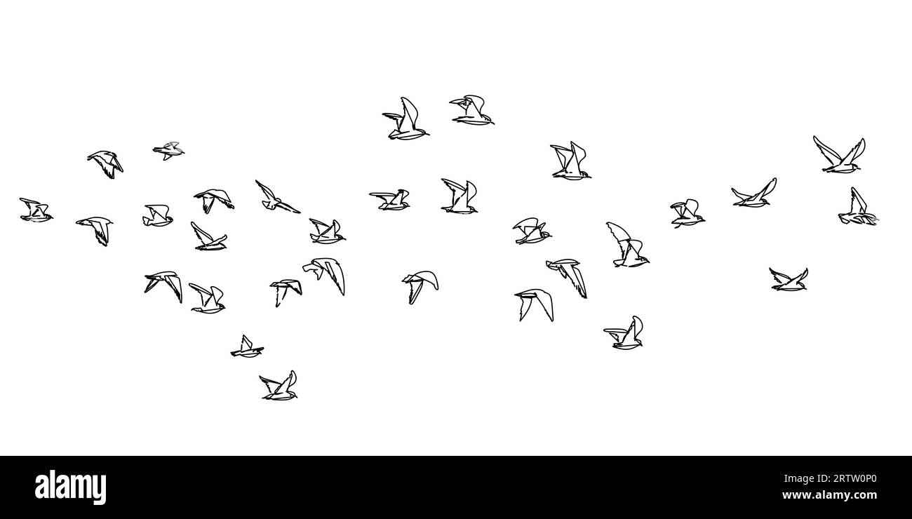 Flocks of flying birds isolated, Abstract line drawing on white ...
