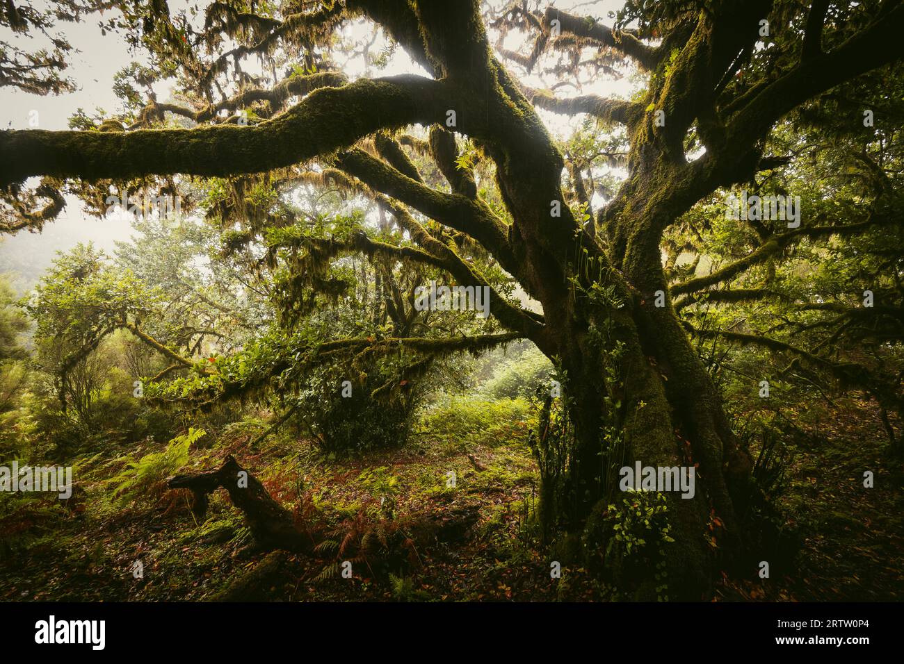 Scenic view of a laurel tree overgrown with moss and ferns in the Fanal ...