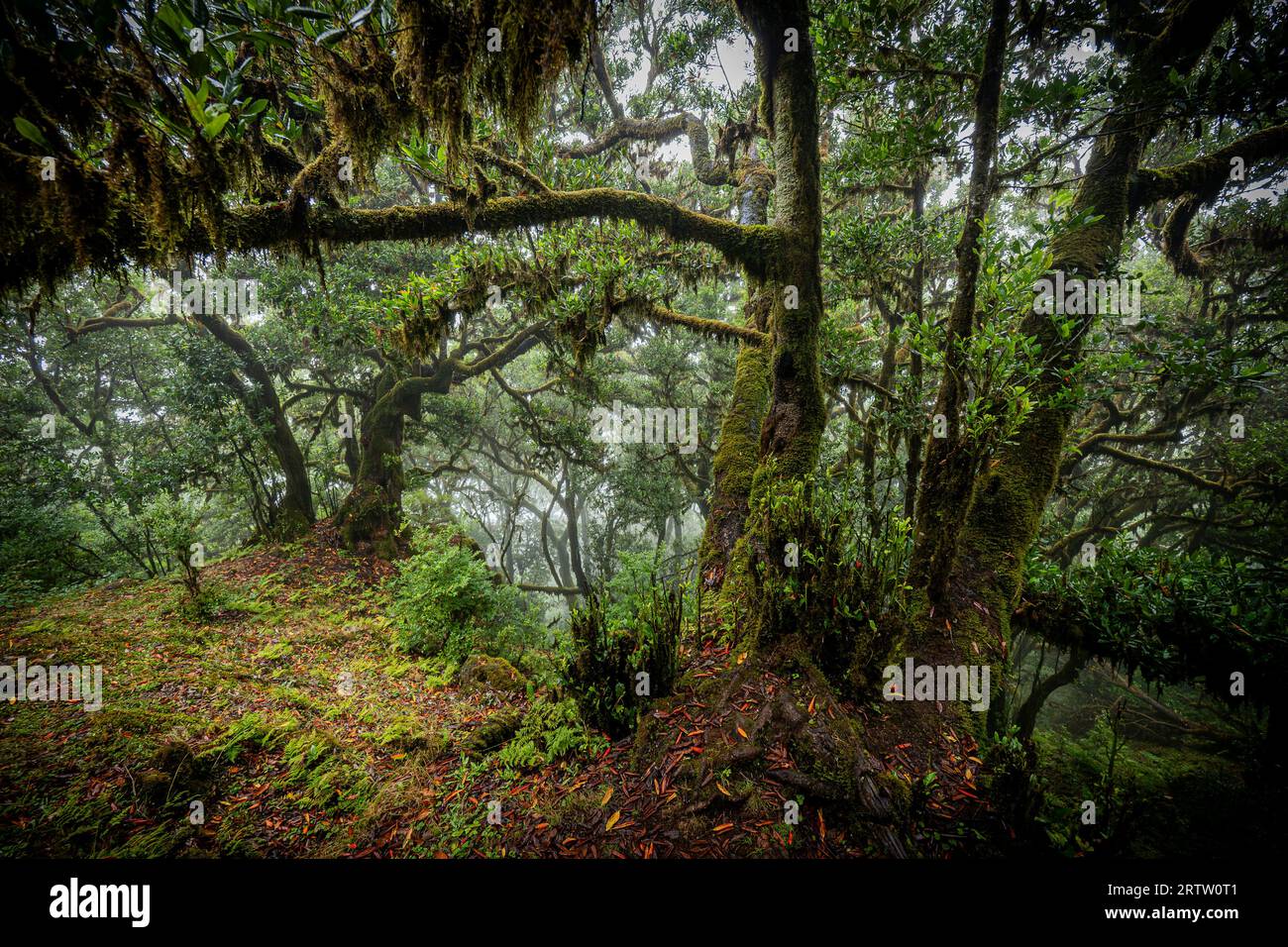 Scenic view of laurel trees overgrown with moss and ferns in the Fanal ...