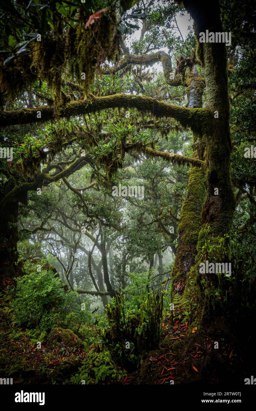 Scenic view of laurel trees overgrown with moss and ferns in the Fanal ...