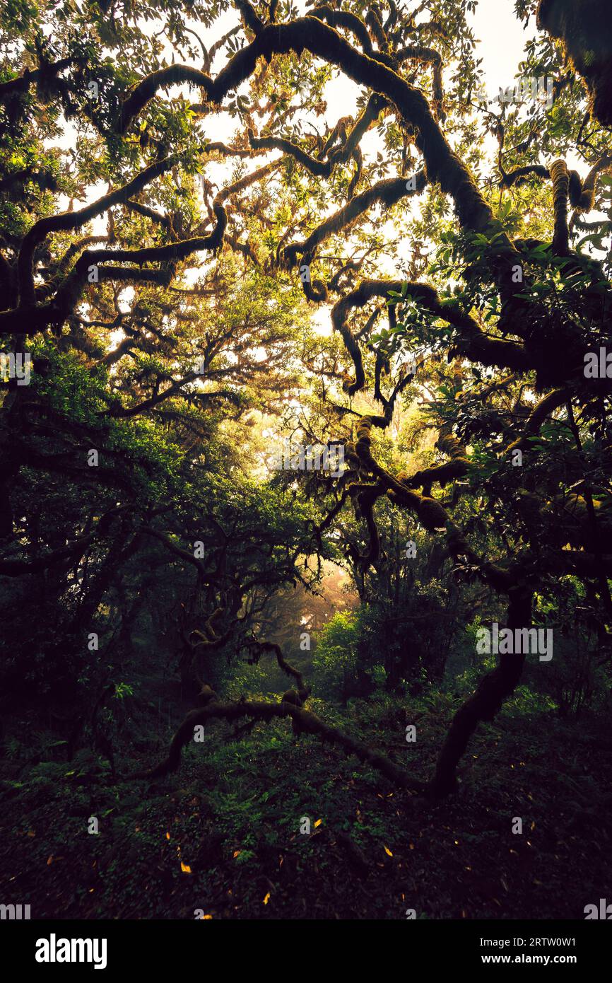 Eerie view of the moss covered branches of a laurel tree in the ...