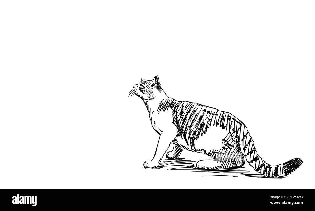 Drawing of cat sneakily looking up, side view. Hand drawn illustration ...
