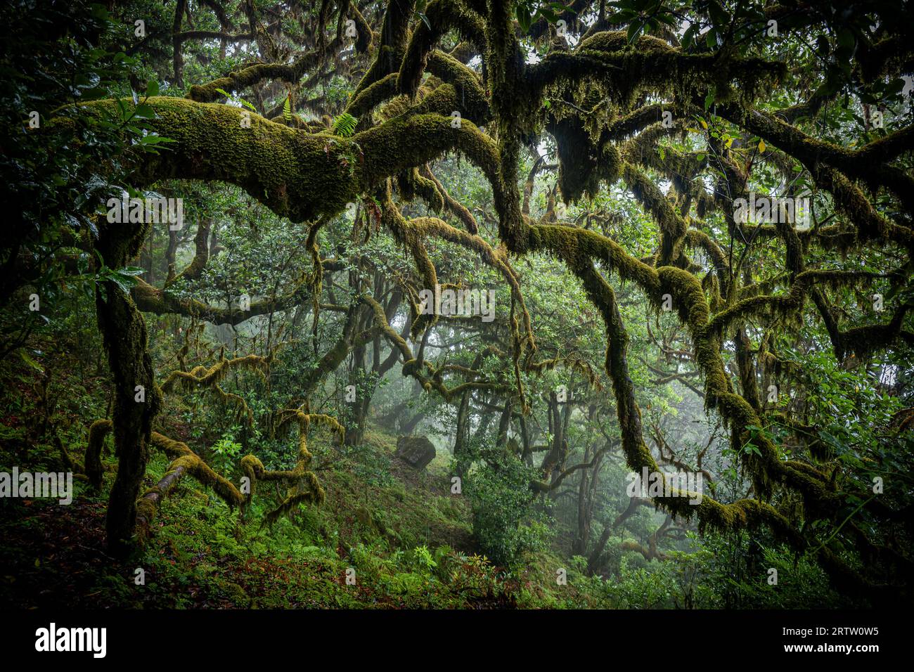 Eerie view of the moss covered branches of a laurel tree in the ...