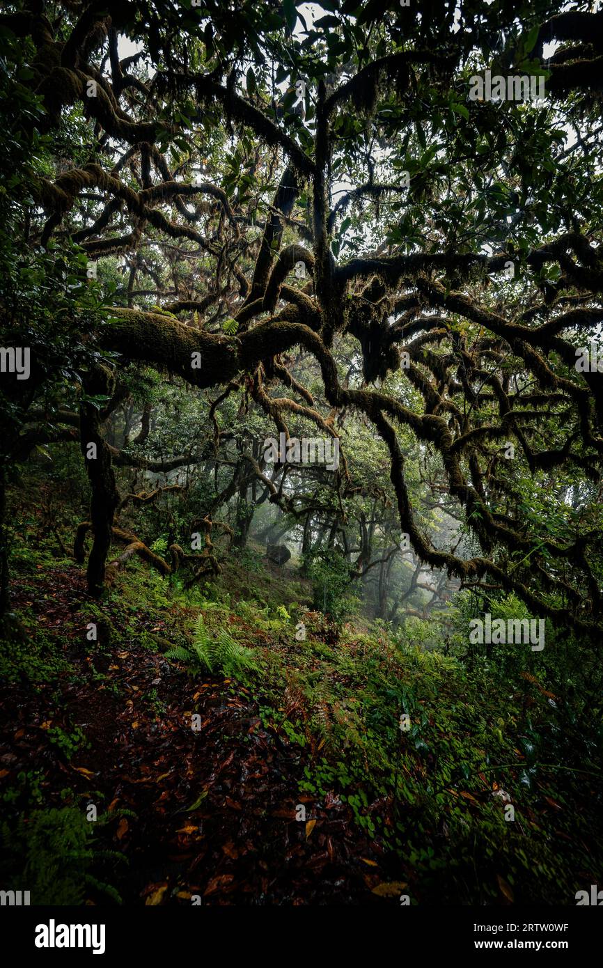 Horror movie forest hi-res stock photography and images - Alamy