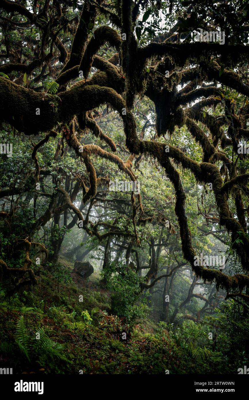 Eerie view of the moss covered branches of a laurel tree in the ...