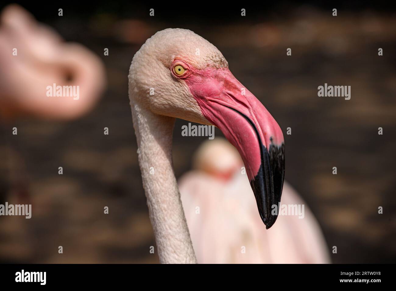 Portrait of Greater flamingo bird. View of the arcuate (curved) bill ...