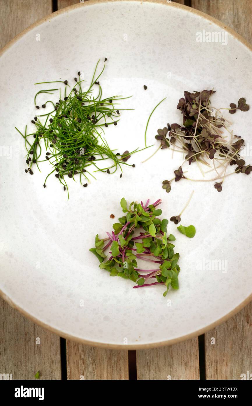 Micro herbs hi-res stock photography and images - Alamy